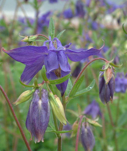 Aquilegia alpina - alpine columbine - Leesa's Alpines