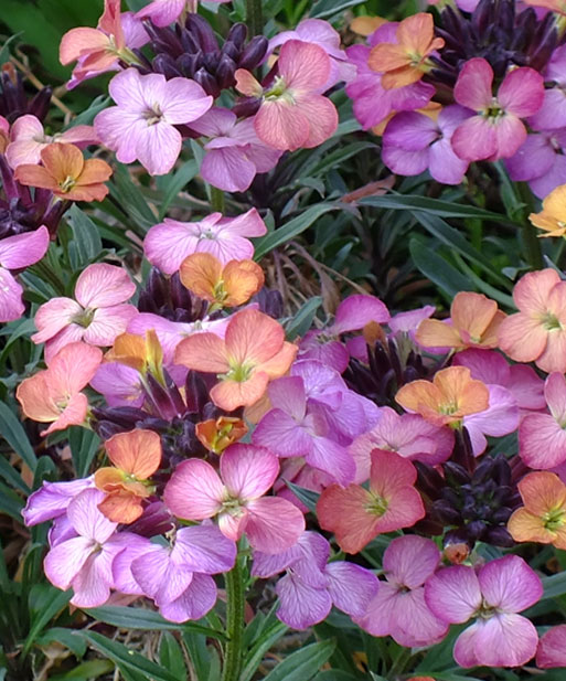 Erysimum Archives - Leesa's Alpines