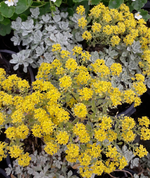 Alyssum oxycarpum - madwort - Leesa's Alpines