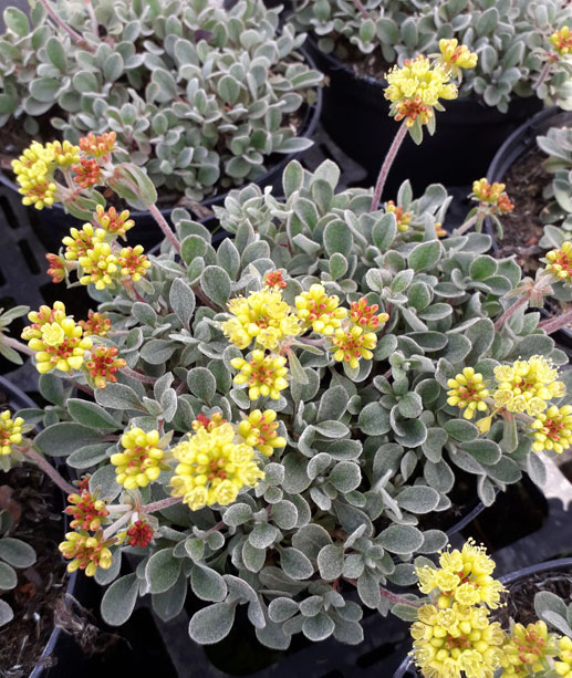 Eriogonum umbellatum var. humistratum - Leesa's Alpines