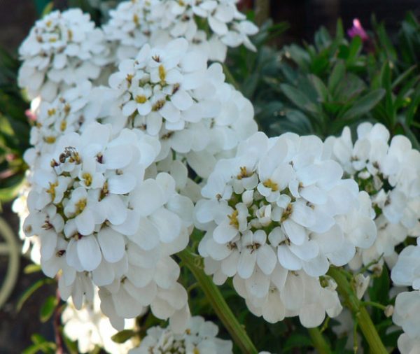 Iberis sempervirens 'Snowflake' - Leesa's Alpines