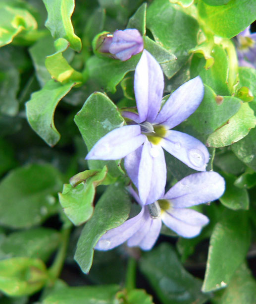 Pratia pedunculata 'County Park' - Leesa's Alpines