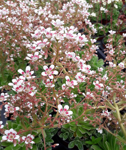 Saxifraga 'Southside Seedling' - Leesa's Alpines