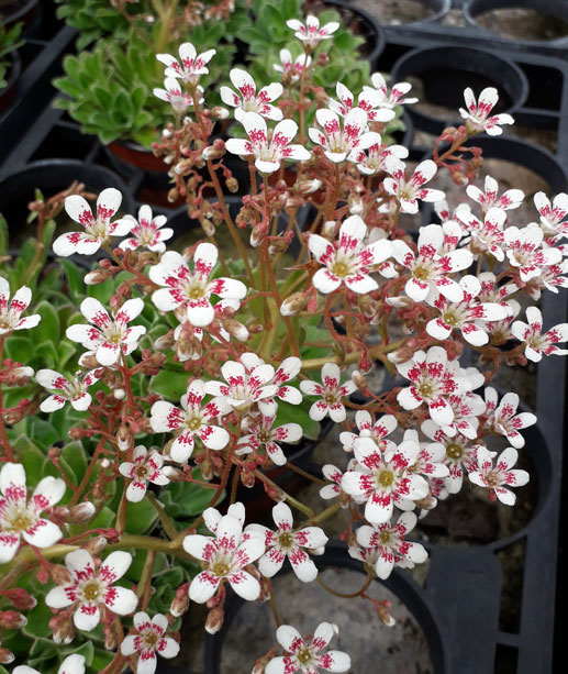 Saxifraga 'Southside Seedling' - Leesa's Alpines