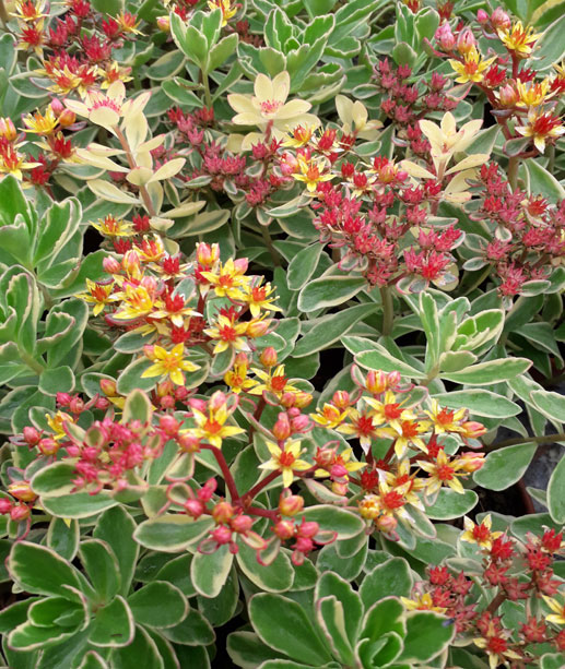 Sedum kamt.var.kamtschaticum 'Variegatum' - Leesa's Alpines