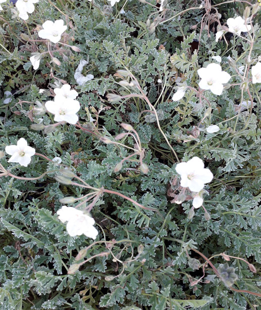 Erodium chrysanthum - Leesa's Alpines