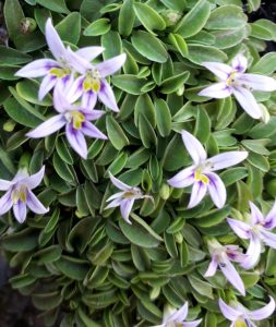 Hypsela reniformis – Leesa's Alpines