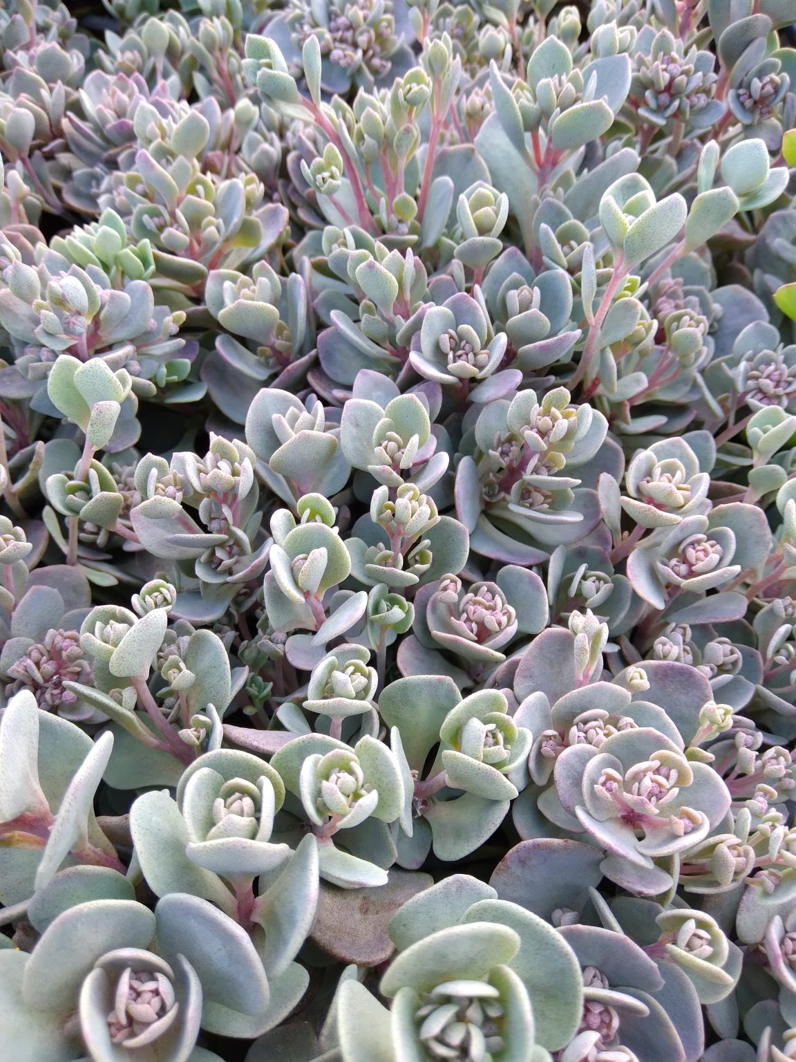 Hylotelephium ‘Blue Elf’ – Leesa's Alpines